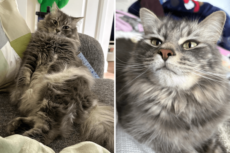 Man calls in sick from work, then has realization about his rescue cat