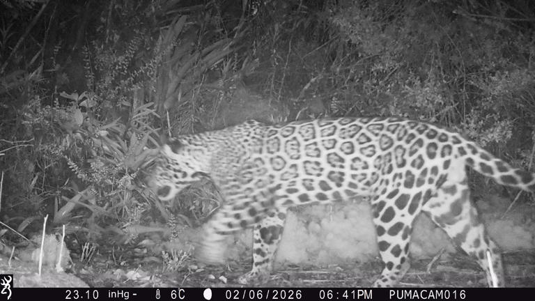 Camera traps proved key to spotting the first wild jaguar in Honduras ...