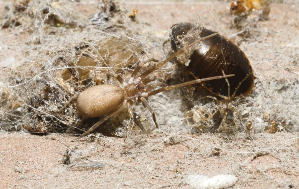 New spider species named after Pink Floyd