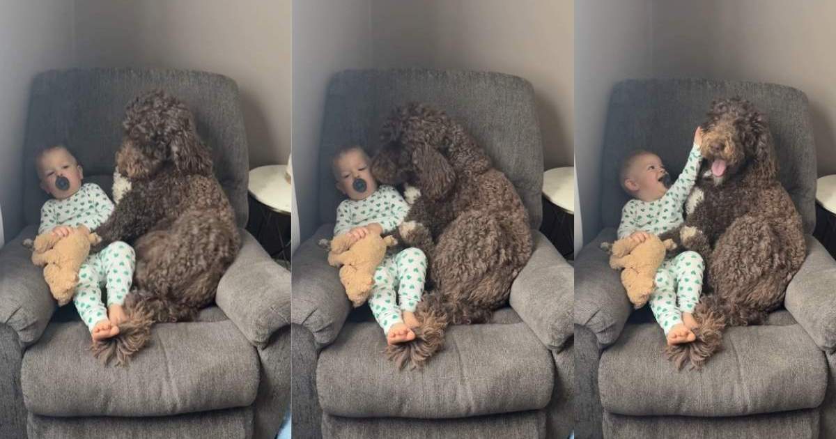 Dog adorably gives morning snuggles to little boy
