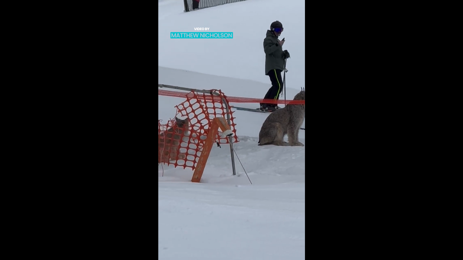 Lynx appears on ski slopes as snowboarder captures rare encounter in Canada