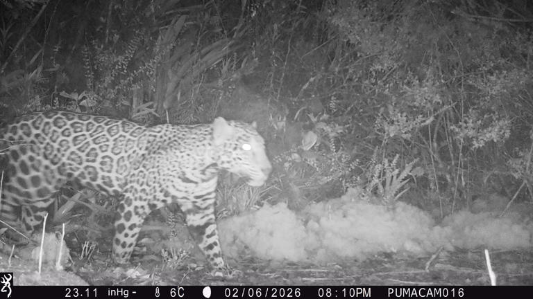 Camera traps proved key to spotting the first wild jaguar in Honduras ...