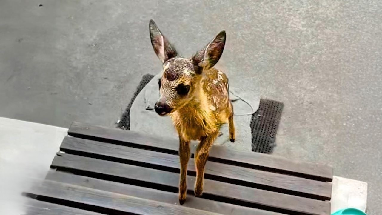 Orphaned baby deer followed her home - until he made it his safe place