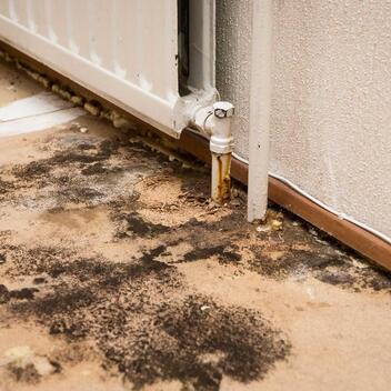 Mold removal