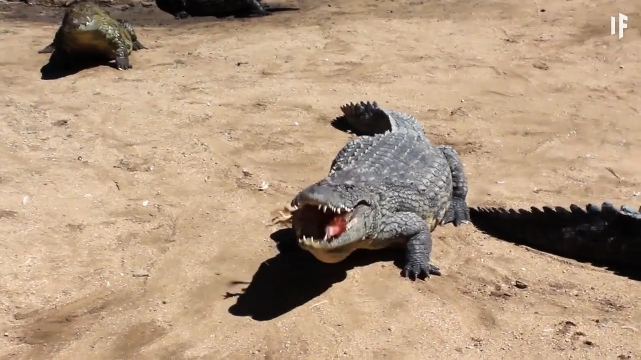 Schau, was passiert, wenn Terror-Krokodile nie ausgestorben wären