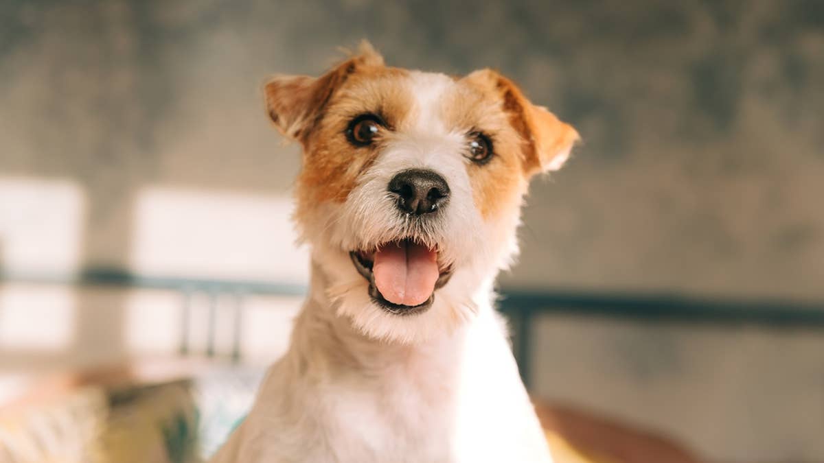 7 sounds that make dogs happy, according to a trainer