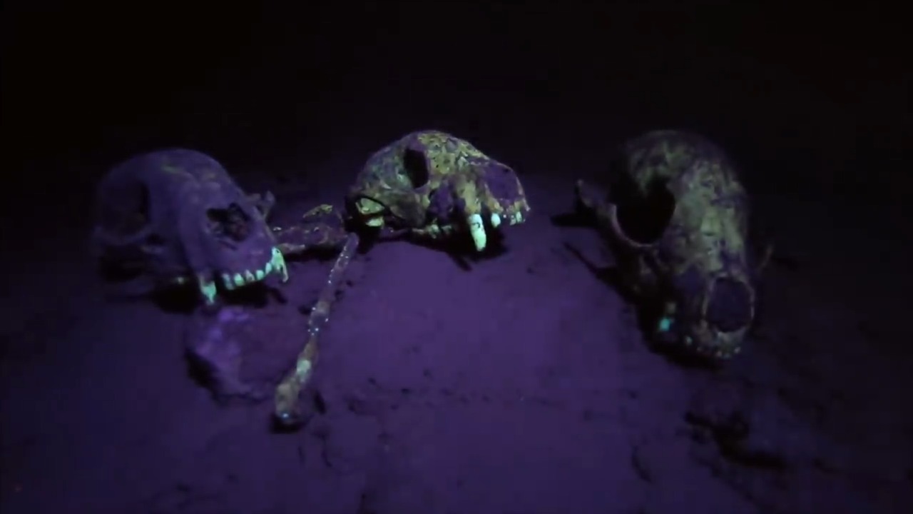 They entered Bear Trap Cave - then found claw marks where something ...