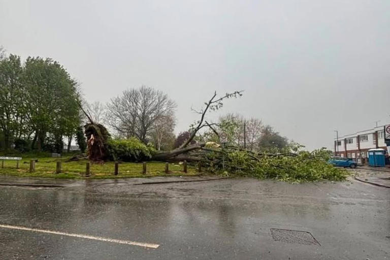 Shock as lightning topples tree near Coventry school amid mini storm