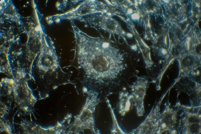 Cells have a secret 'courier system' that could open hard-to-reach ...