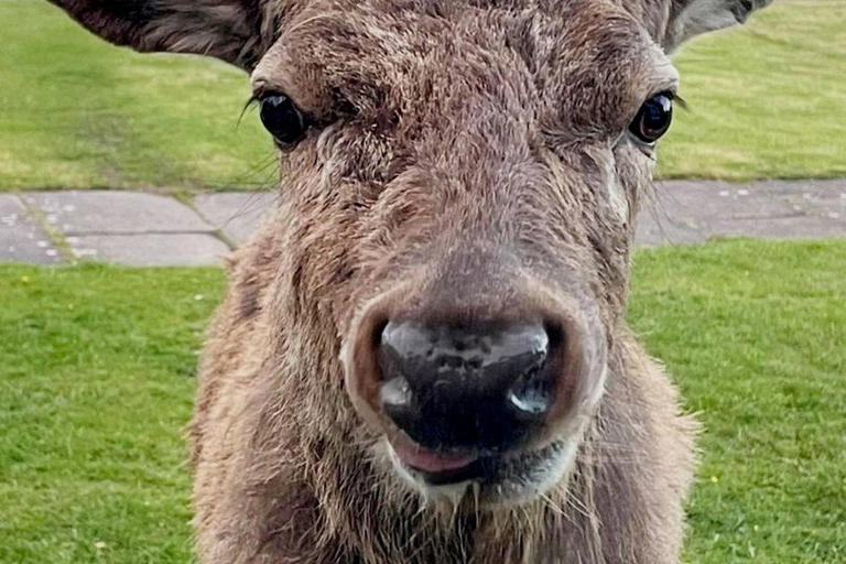 The moment Midland dad challenges deer called 'Big Trev' - before it ...