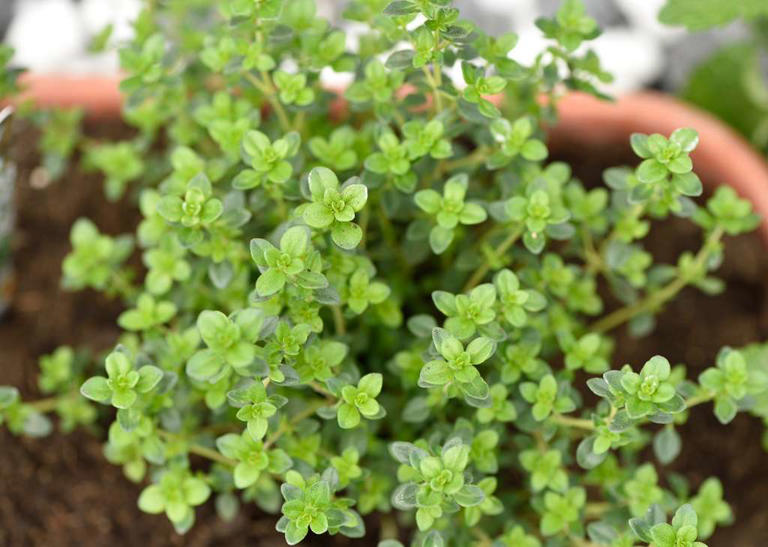 Quelles sont les 8 plantes citronnées à découvrir absolument