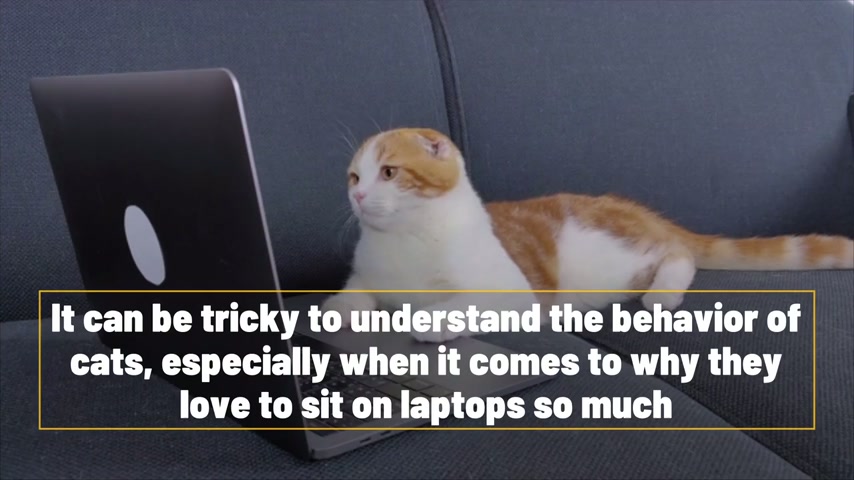 Why cats love to sit on laptops