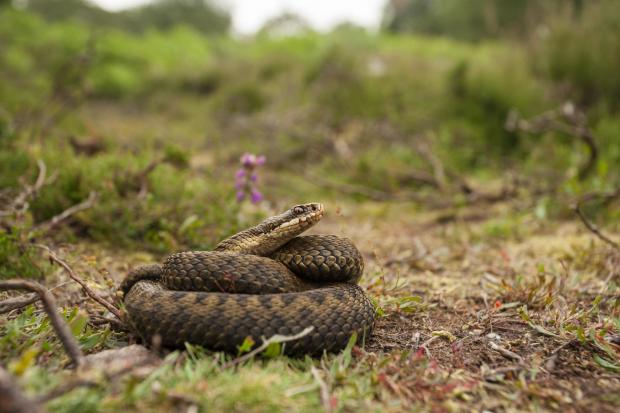 Where to find snakes in the UK including the venomous adder and rare ...