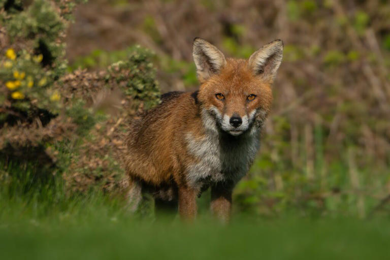 Wildlife photographer captures charming local foxes