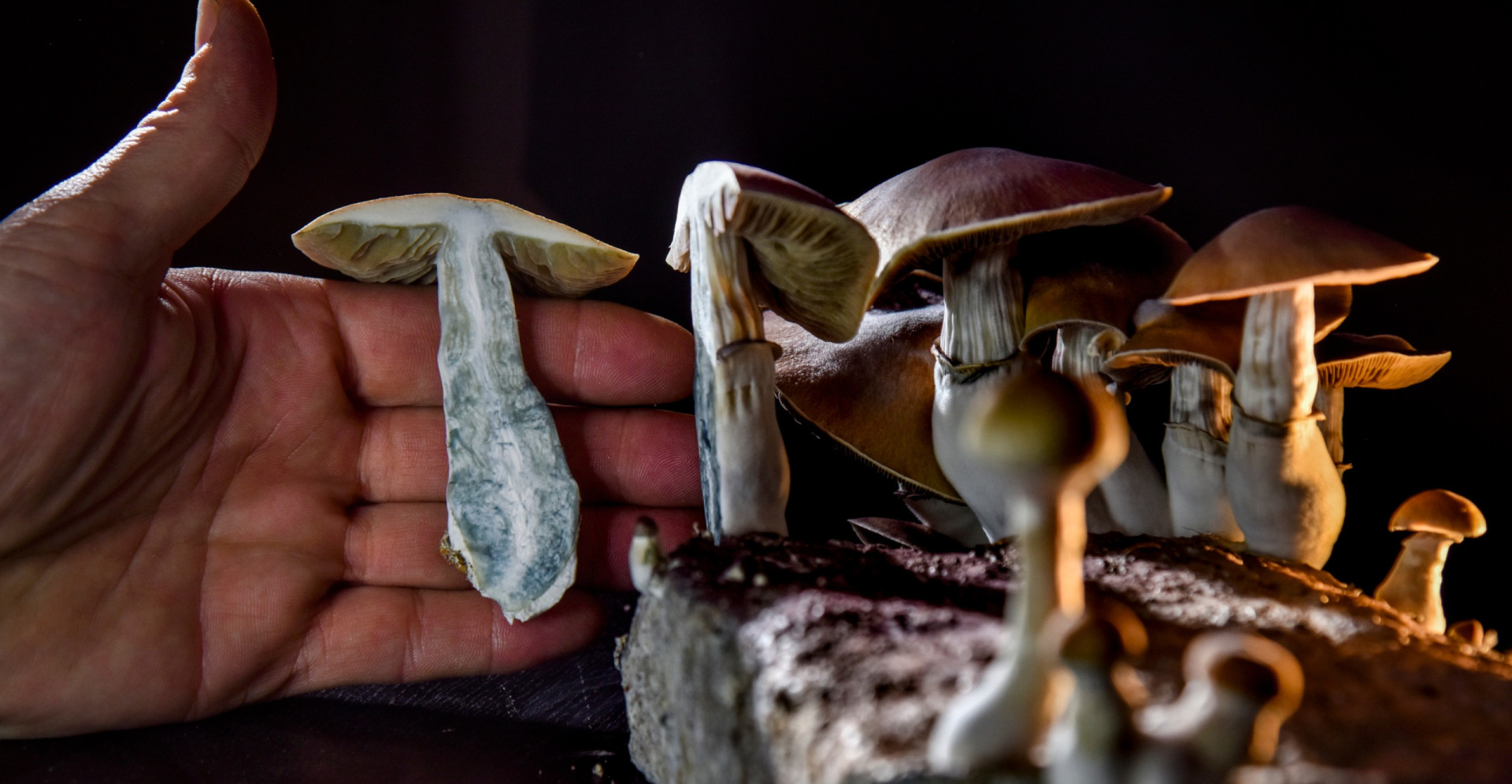 Magic mushrooms: From stigma to breakthrough mental health treatment