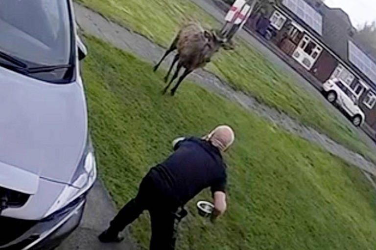 The moment Midland dad challenges deer called 'Big Trev' - before it ...