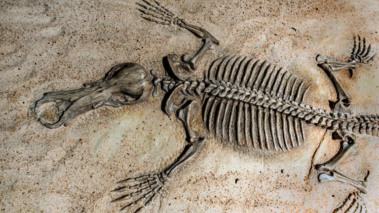 What fossil hunters got wrong before paleontology