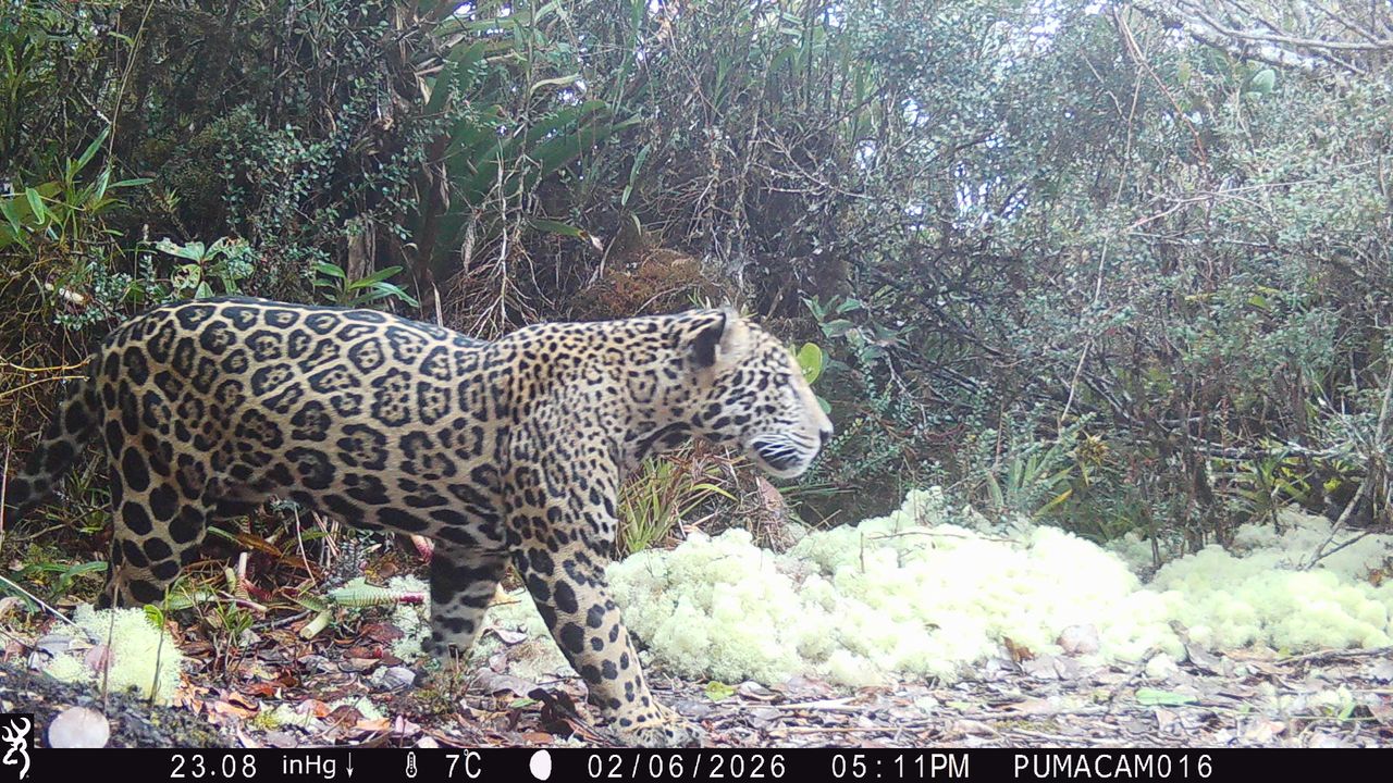 Camera traps proved key to spotting the first wild jaguar in Honduras ...