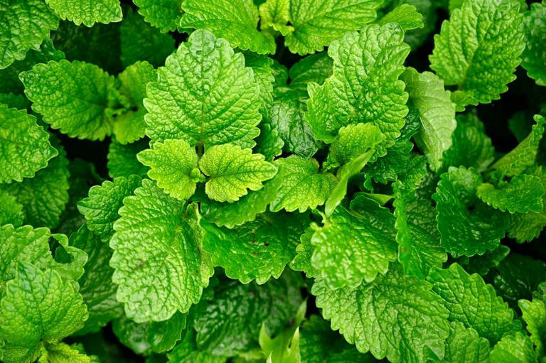 Quelles sont les 8 plantes citronnées à découvrir absolument