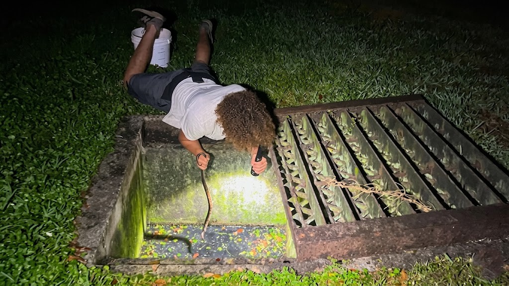 Watch what happens when a hidden snake strikes without warning