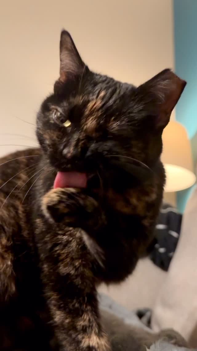 Adorable cat washing face routine