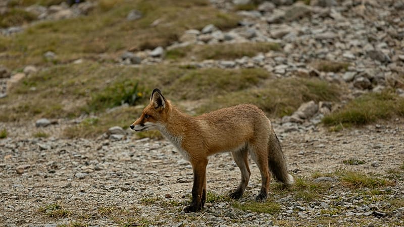 Why birds and foxes could act as early warning systems of antibiotic ...