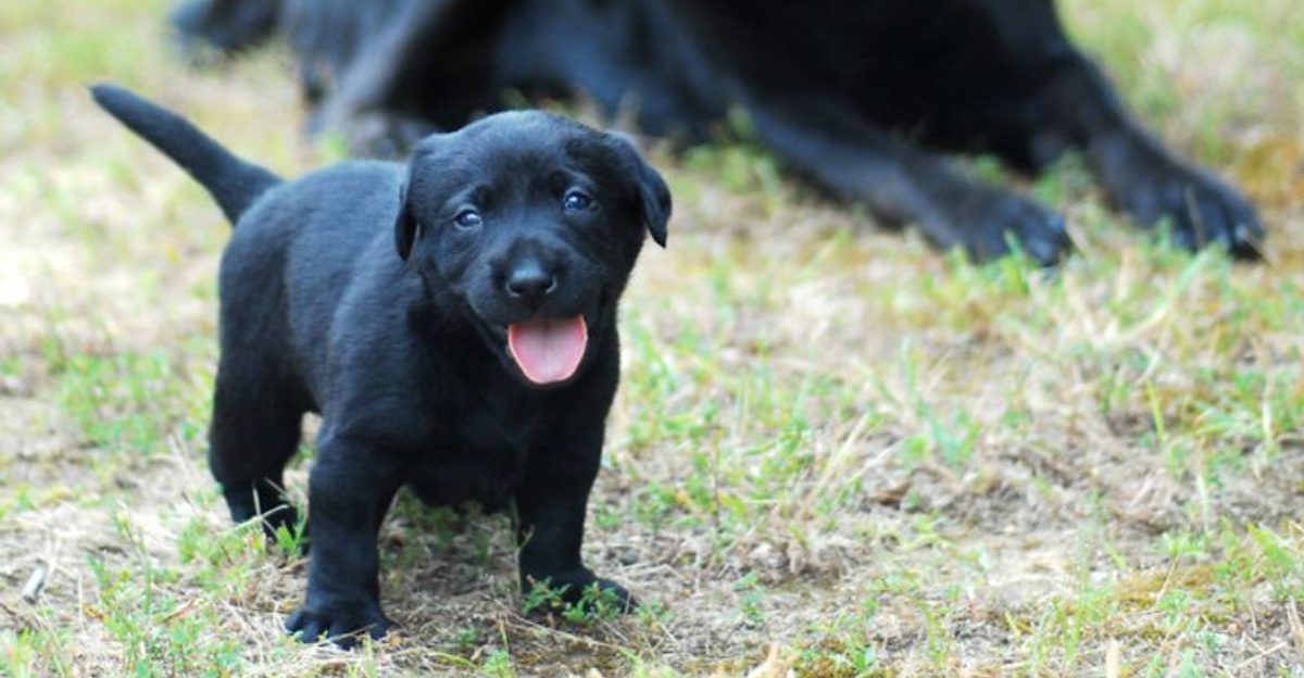 Once bonded, these 13 dogs never let go