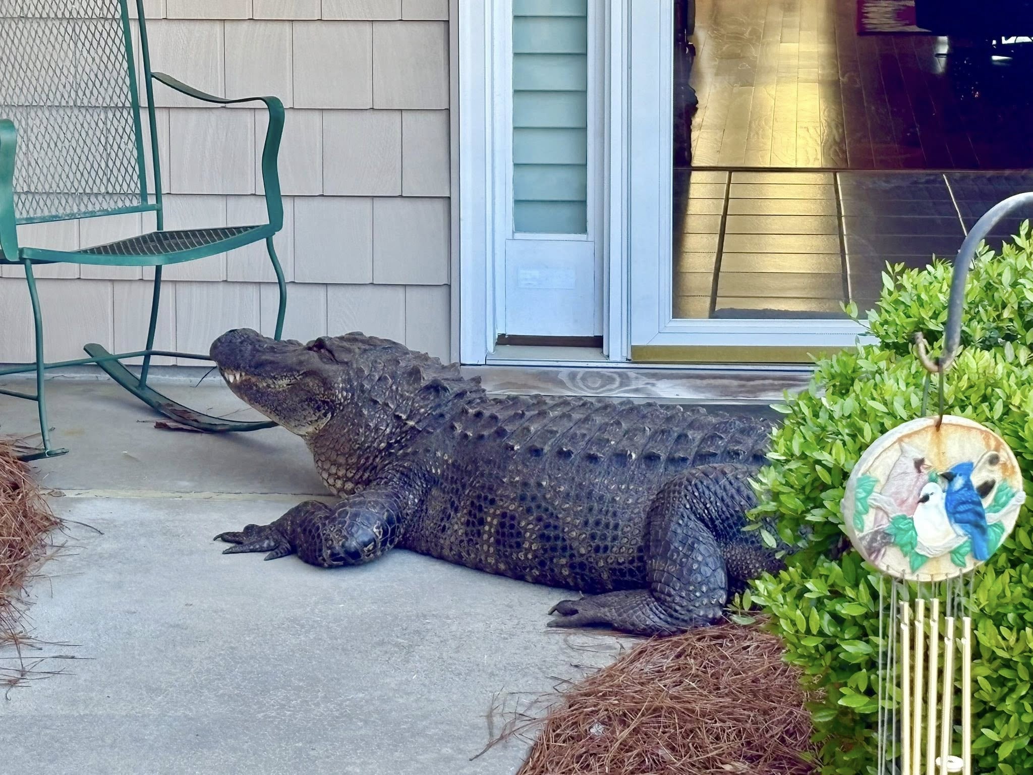 Massive alligator shows up on front porch of North Carolina house ...
