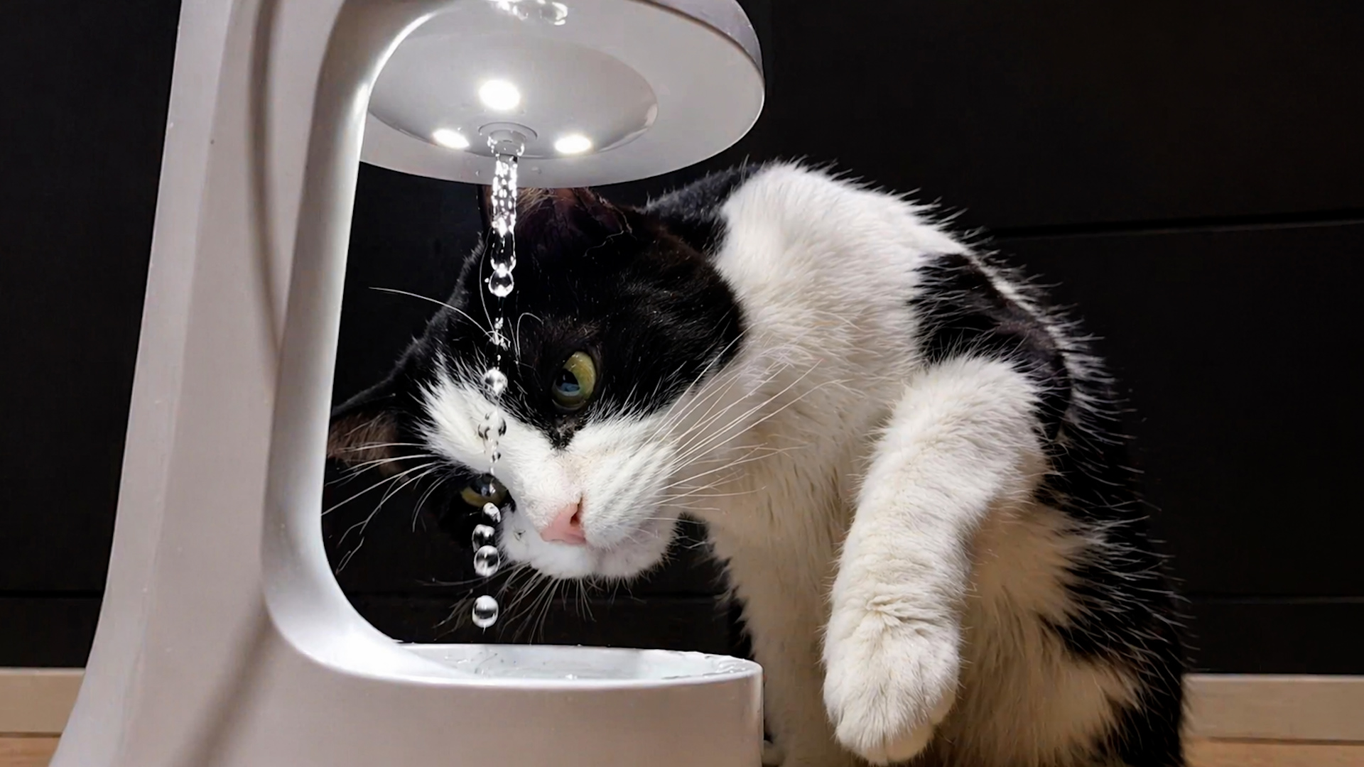 Confused cat watches floating water drops