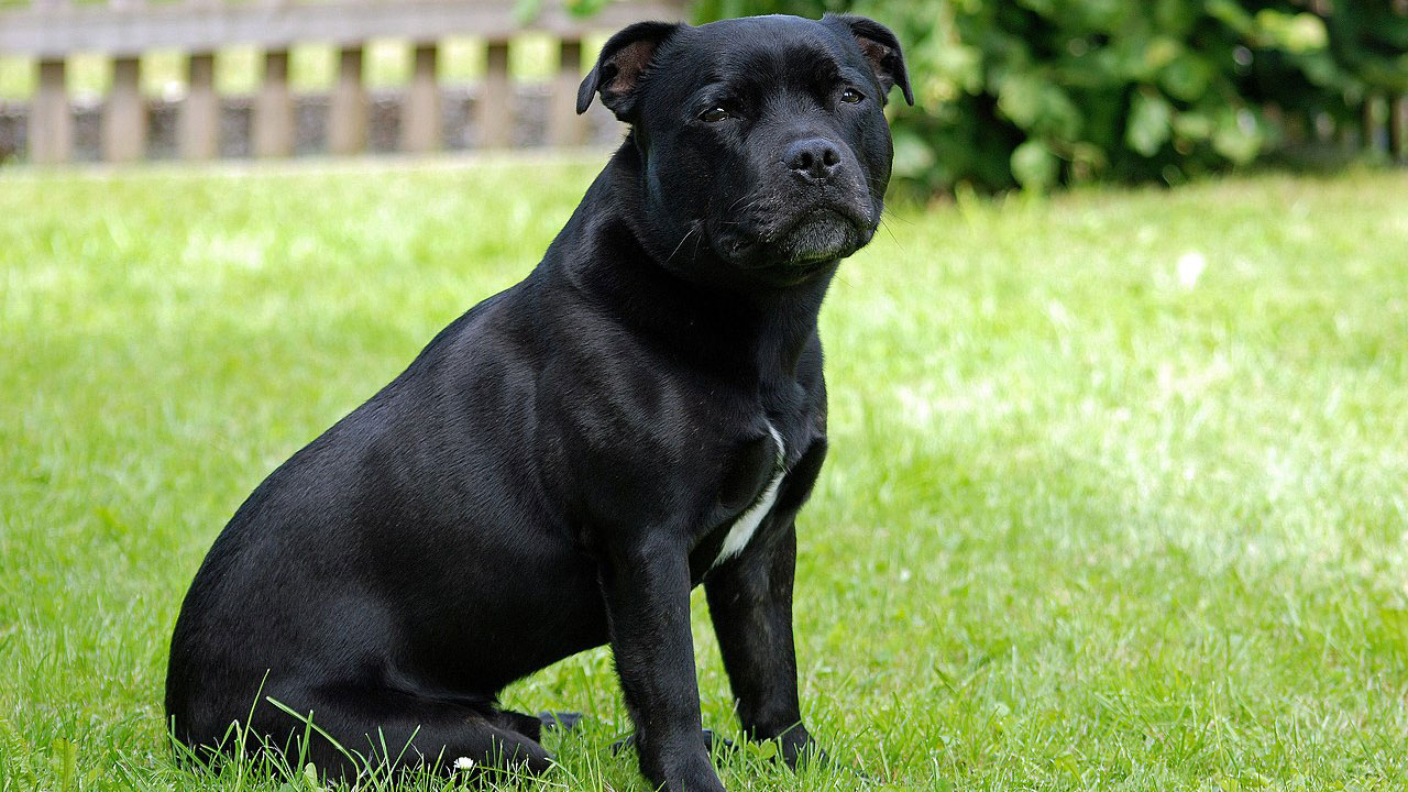 15 dog breeds that are deceptively strong for their size