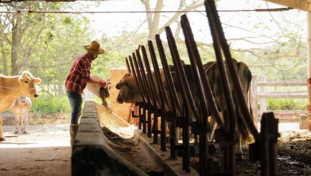 Farmer breaks out into hives around cows after contracting alpha-gal ...