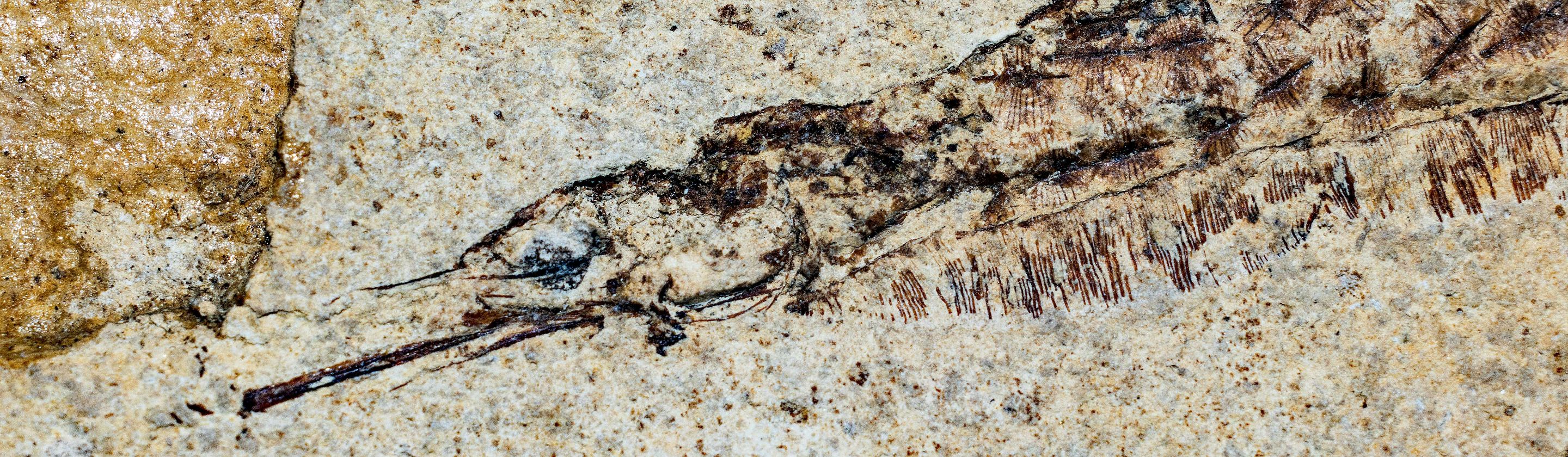 What fossil hunters got wrong before paleontology