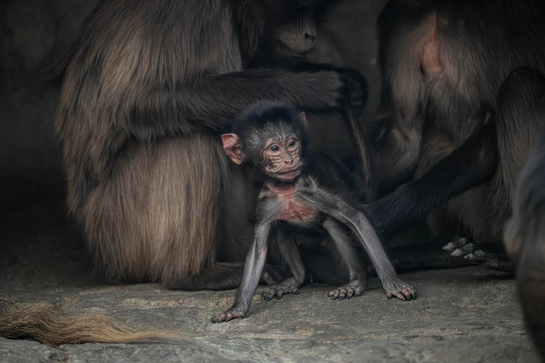 Here are the new baby animals at the Bronx Zoo this spring