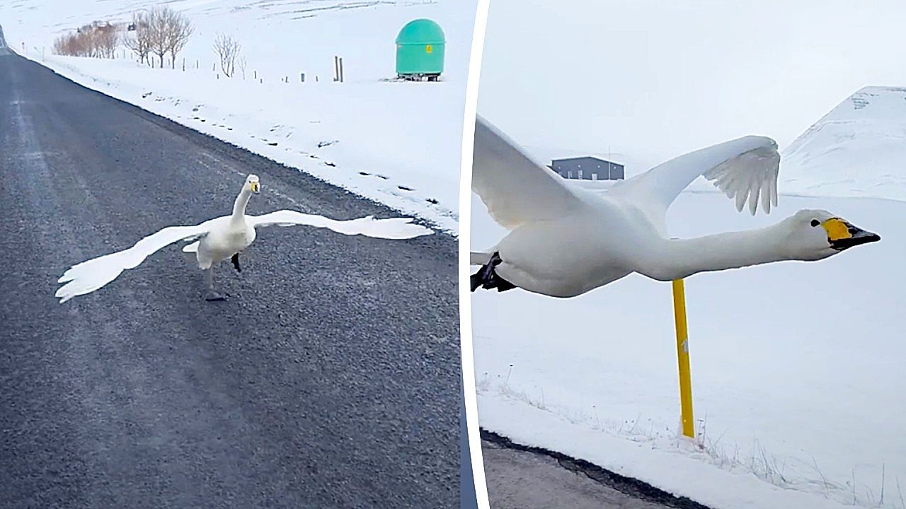 Swan takes off and flies alongside car in Iceland