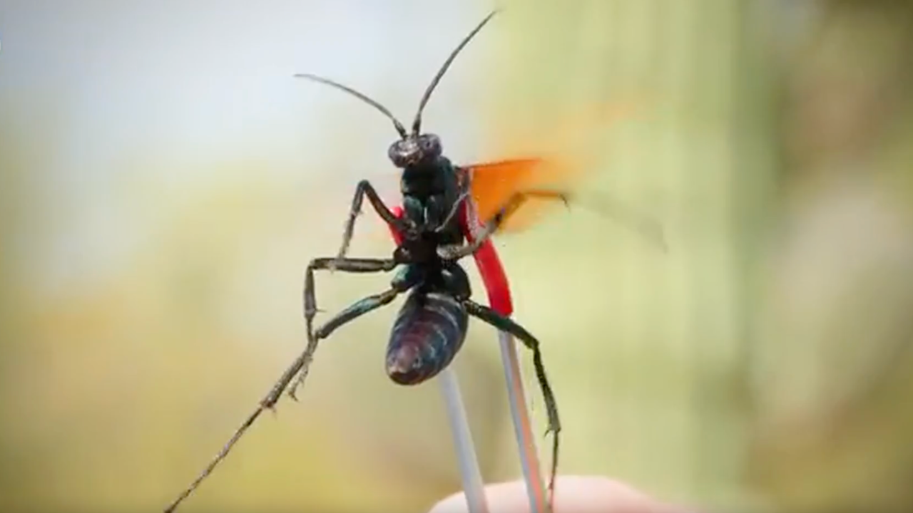 The worst sting ever from a giant tarantula hawk (unreal pain)