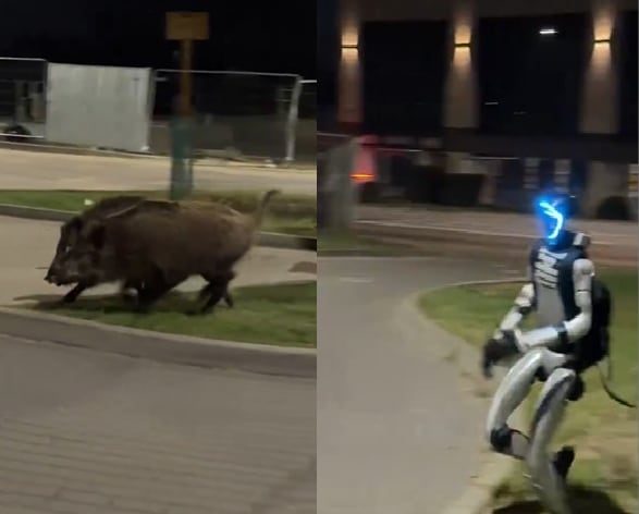 Viral video: Humanoid robot chases wild boars