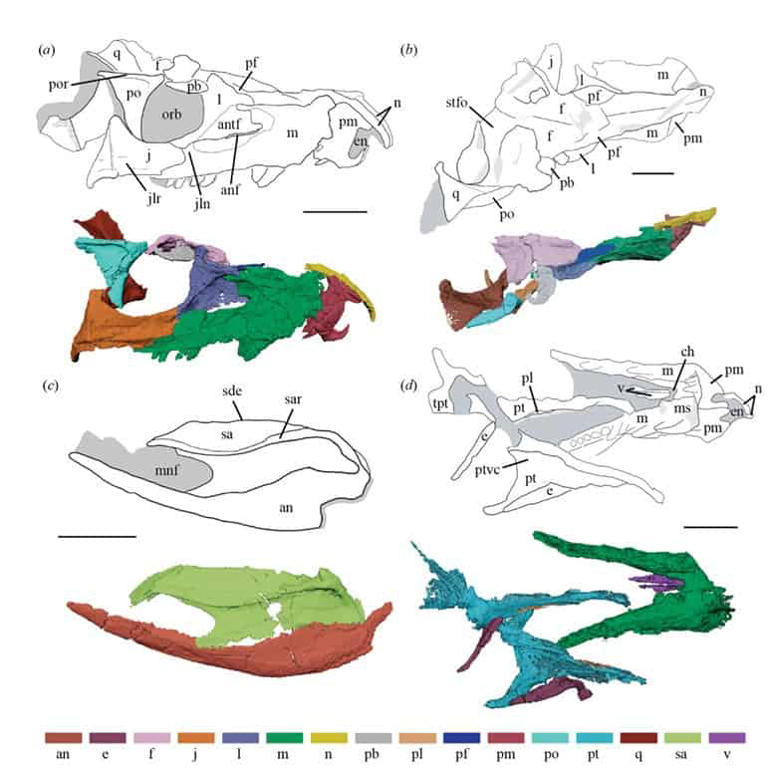 This Triassic crocodile sat misidentified in a Yale basement for 75 ...