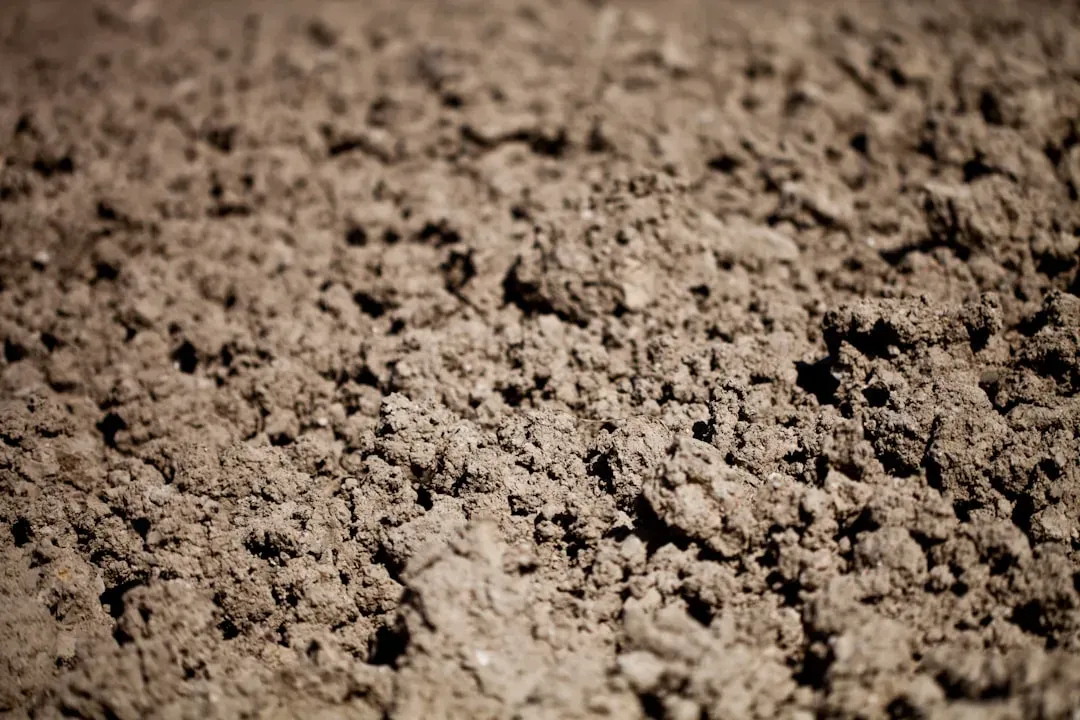 The secret to sweet carrots: Why soil health is everything