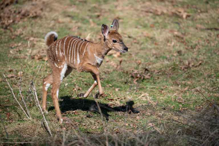 Here are the new baby animals at the Bronx Zoo this spring