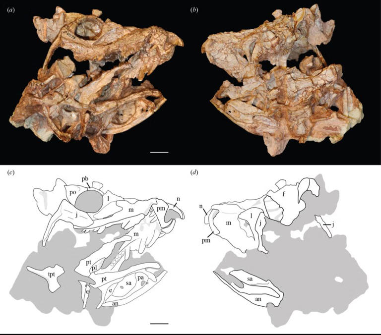 This Triassic crocodile sat misidentified in a Yale basement for 75 ...