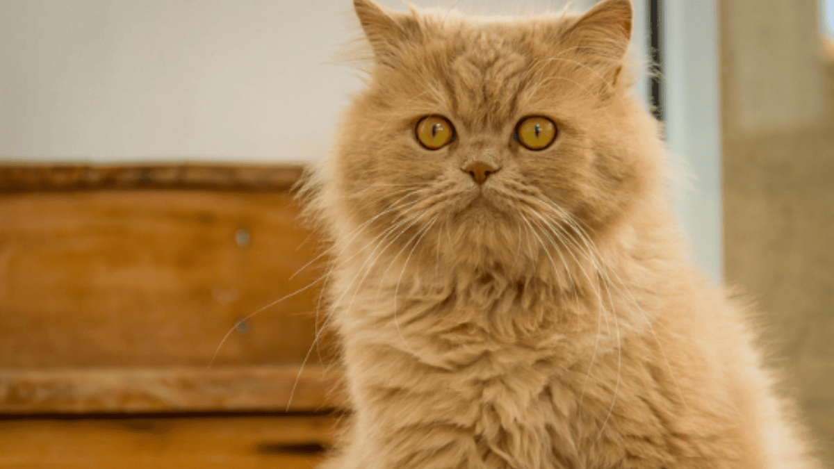 Does your cat stare into space? The fascinating truth behind behaviors ...