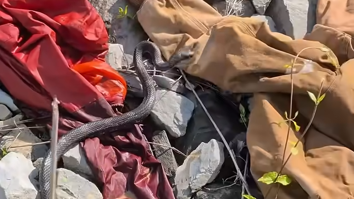 A snake came out of nowhere - then slid under his jacket