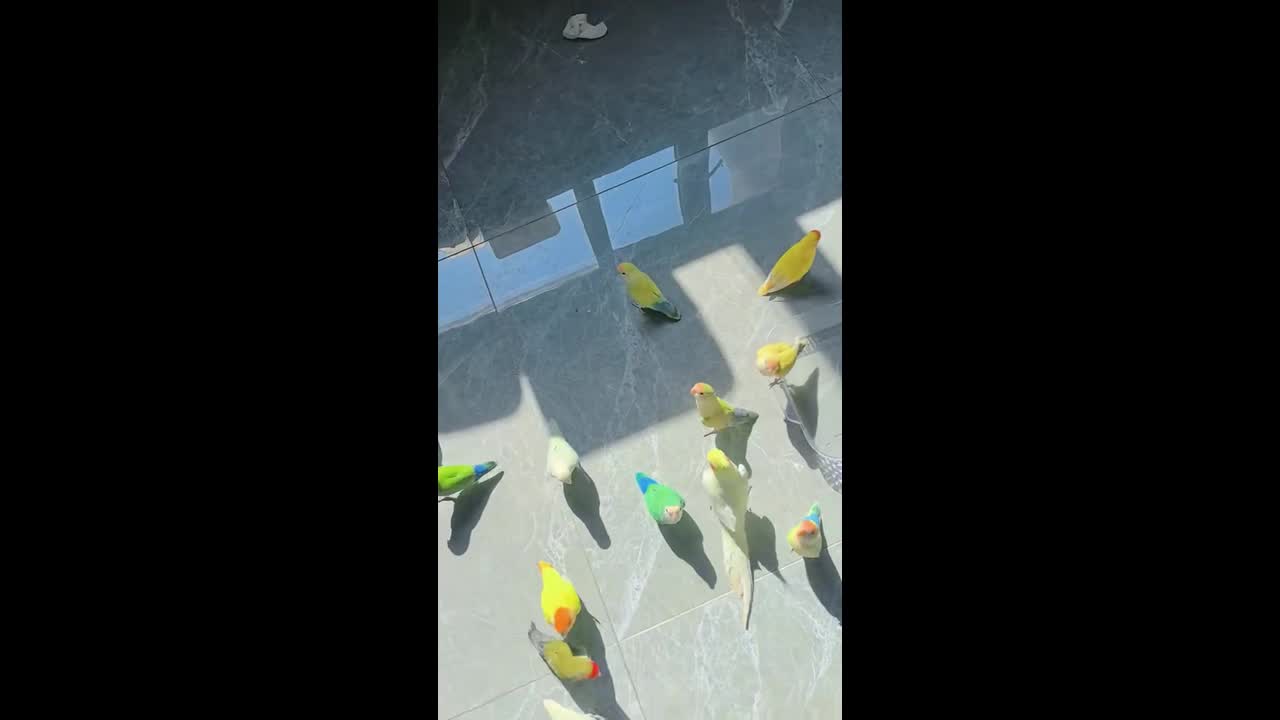 Parakeets play and bathe in water tray indoors in Guangdong, China