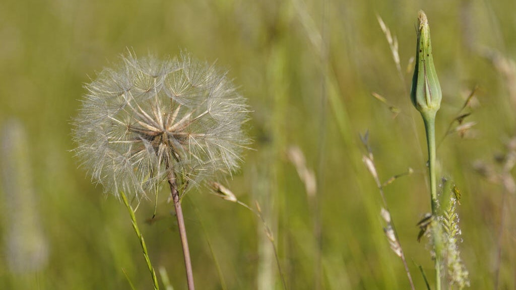 Metro Atlanta Pollen Count Spikes Into the Red Zone
