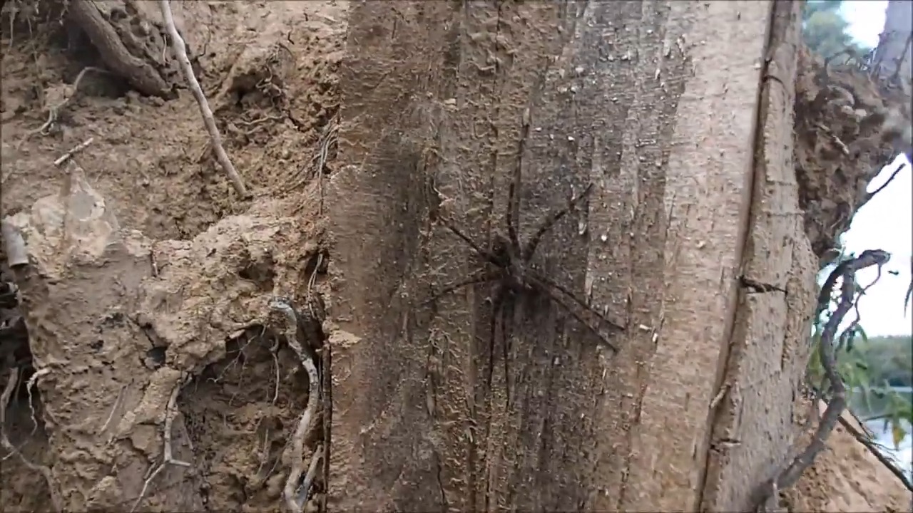 He was metal detecting the river - then what looked like a venomous ...
