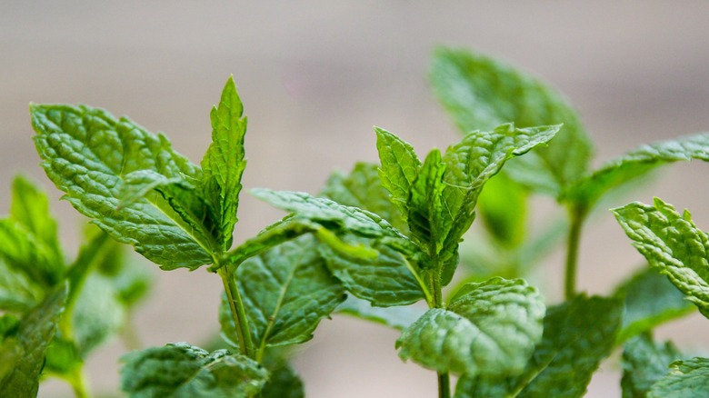 12 plants and crops you should almost never grow near fruit trees in ...