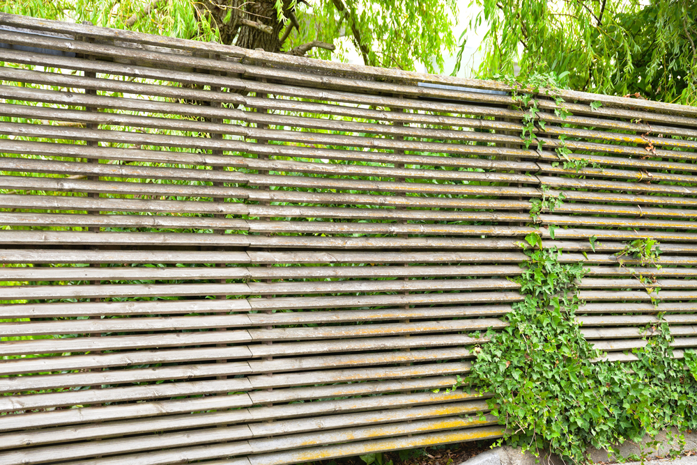 Projects that improve backyard privacy for cheap