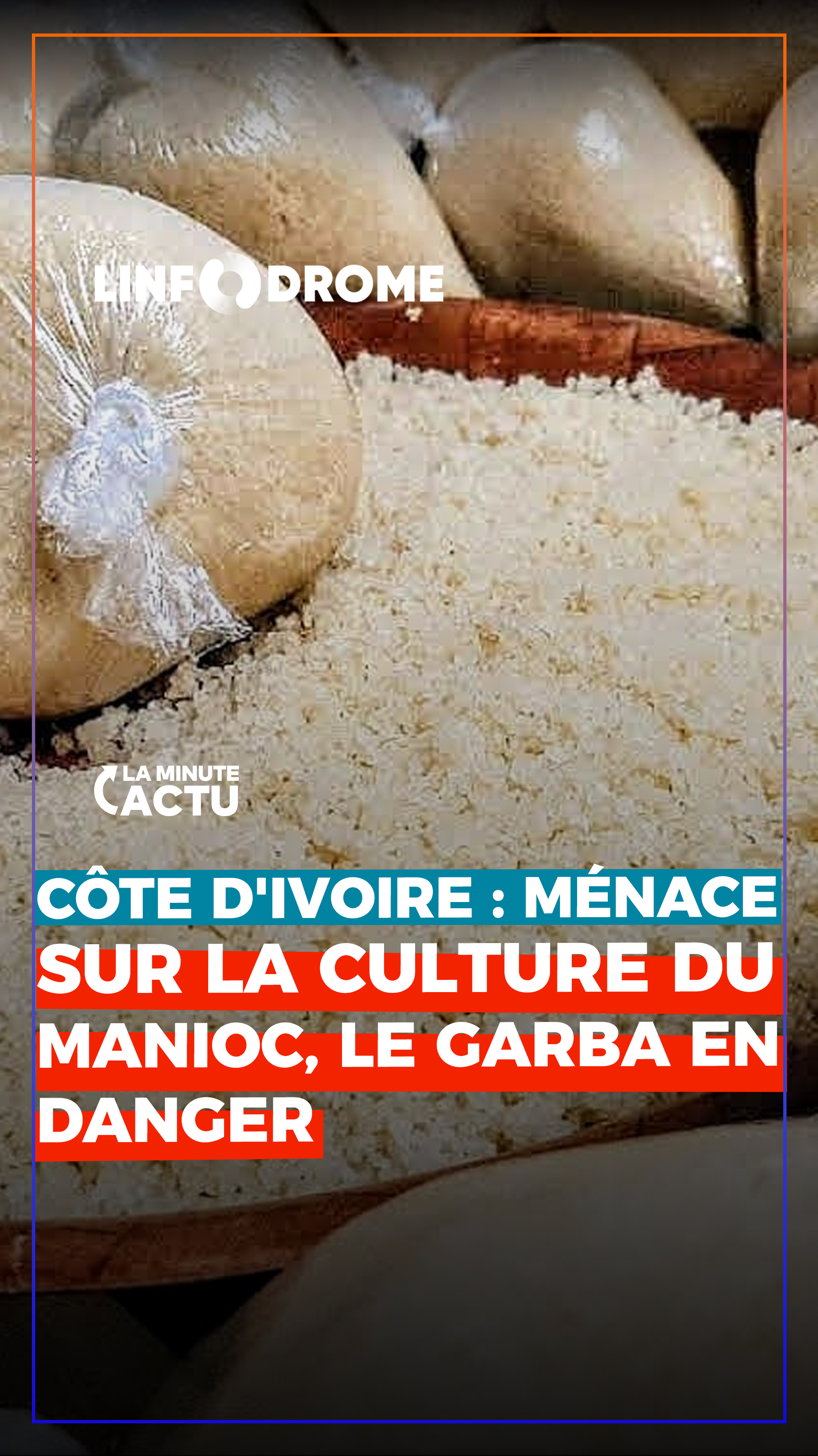 Côte d’Ivoire : une souche virale agressive du manioc menace l’attiéké ...