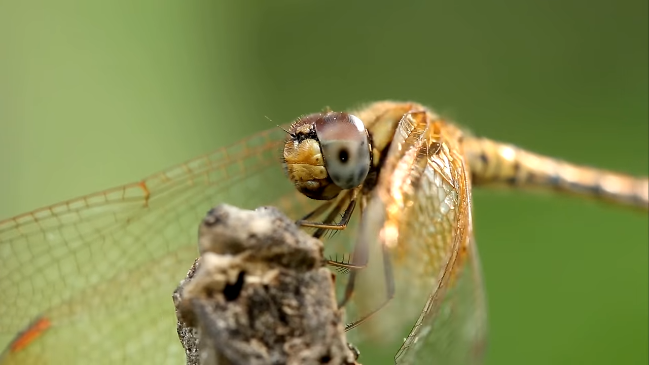 Watch this tiny predator rip prey apart mid-air – 95% kill rate