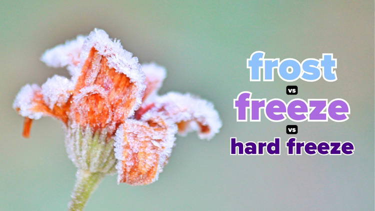 What is the difference between a regular freeze and a hard freeze?